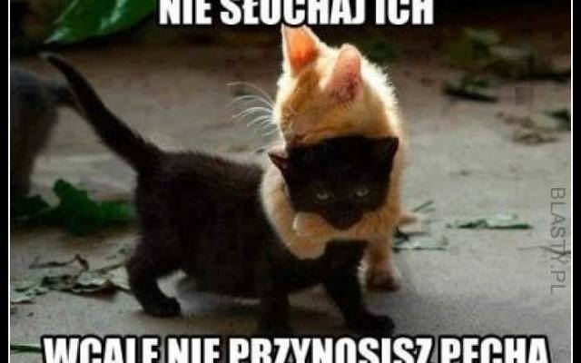 Memes Piatek